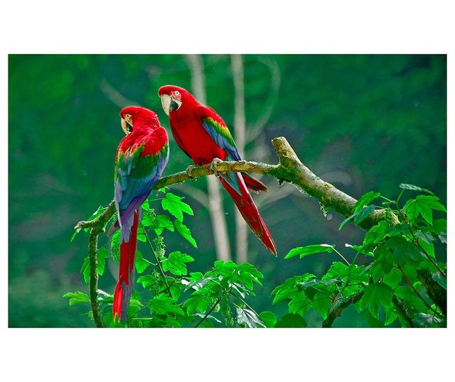 Perdea tip panou Parrots 140x200 cm - Vivre